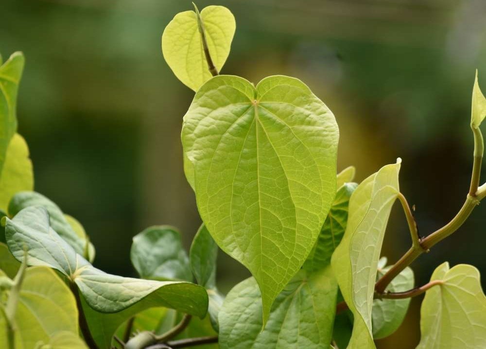 Anethole | Petorose Alcones Pvt Ltd